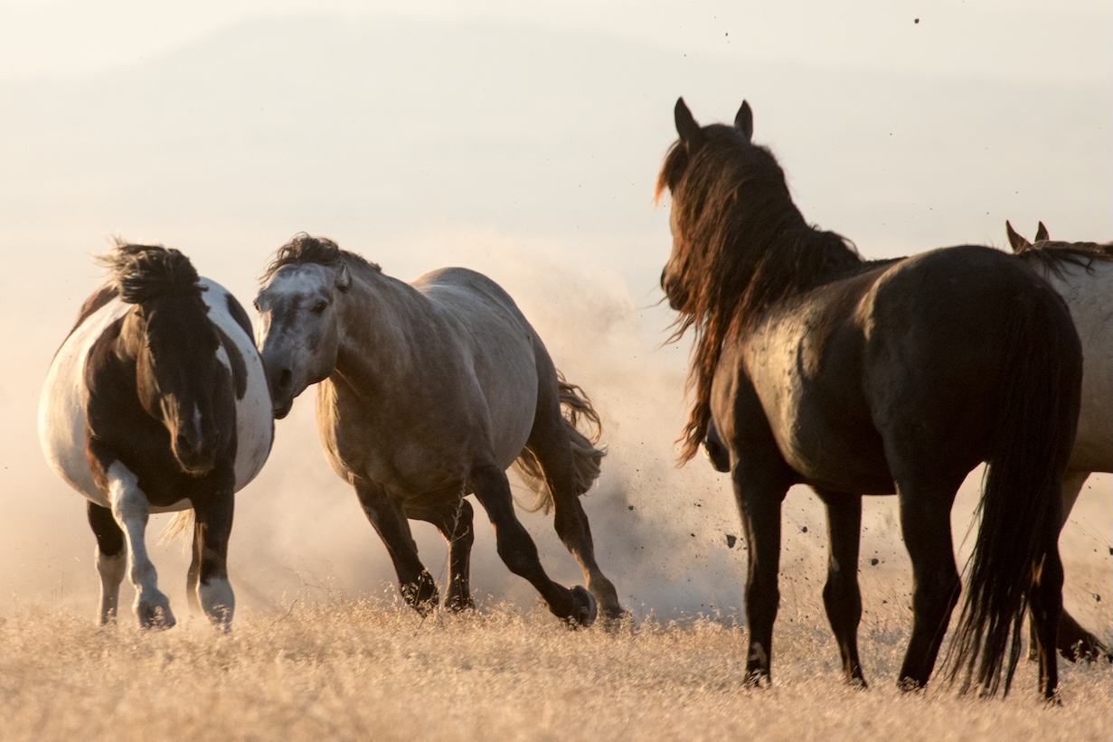 Fluid Leadership: Lessons from Horse Herds and High-Performing Teams